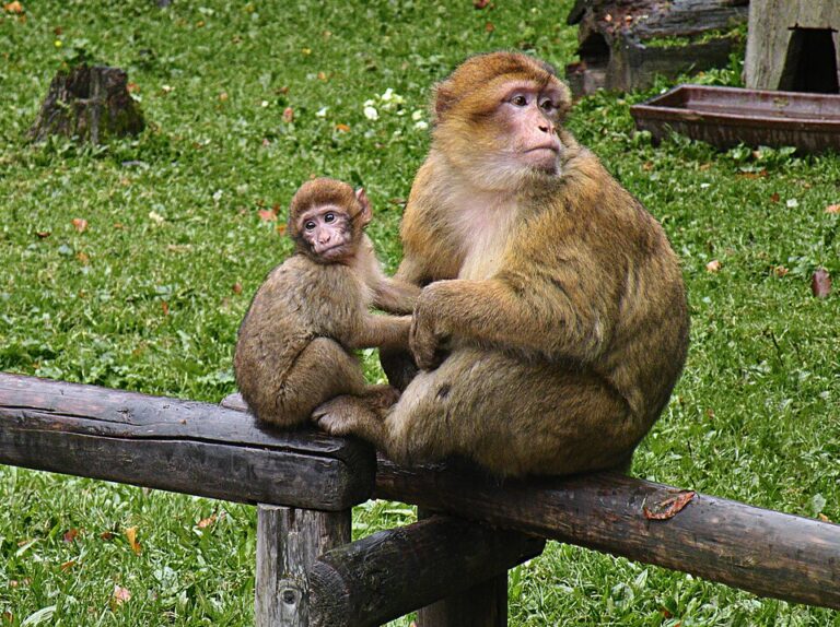 Morocco Animals – Discover the Wildlife of the Kingdom