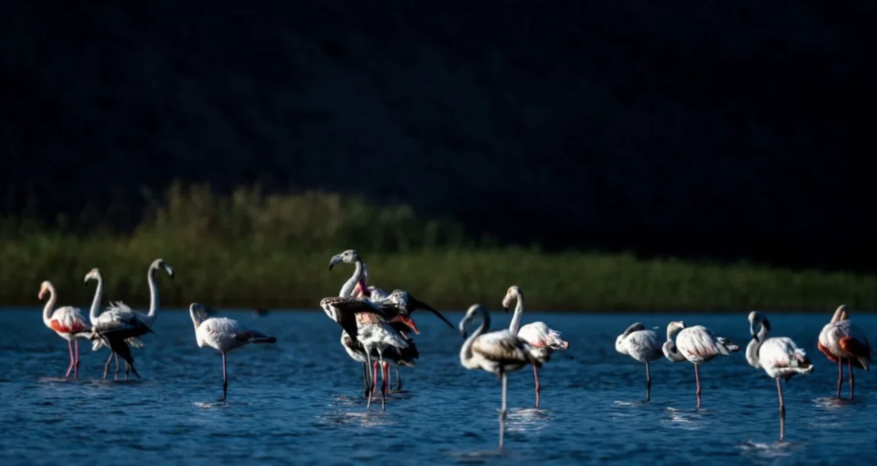 Morocco Animals – Discover the Wildlife of the Kingdom