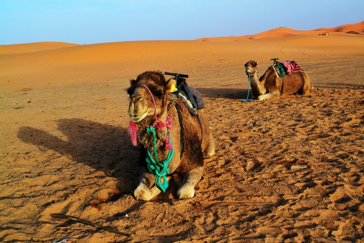 Morocco Animals – Discover the Wildlife of the Kingdom