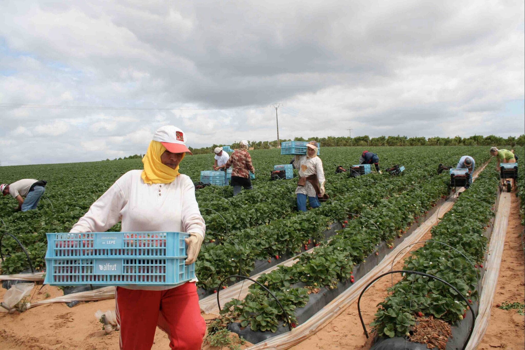 Moroccan Agriculture and Rural Life